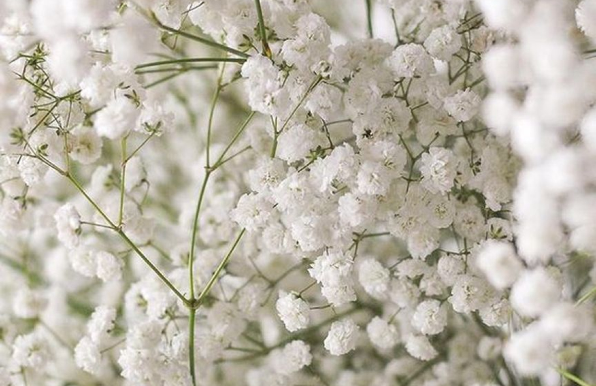Gypsophila in bouquets and flower compositions to buy in Chisinau